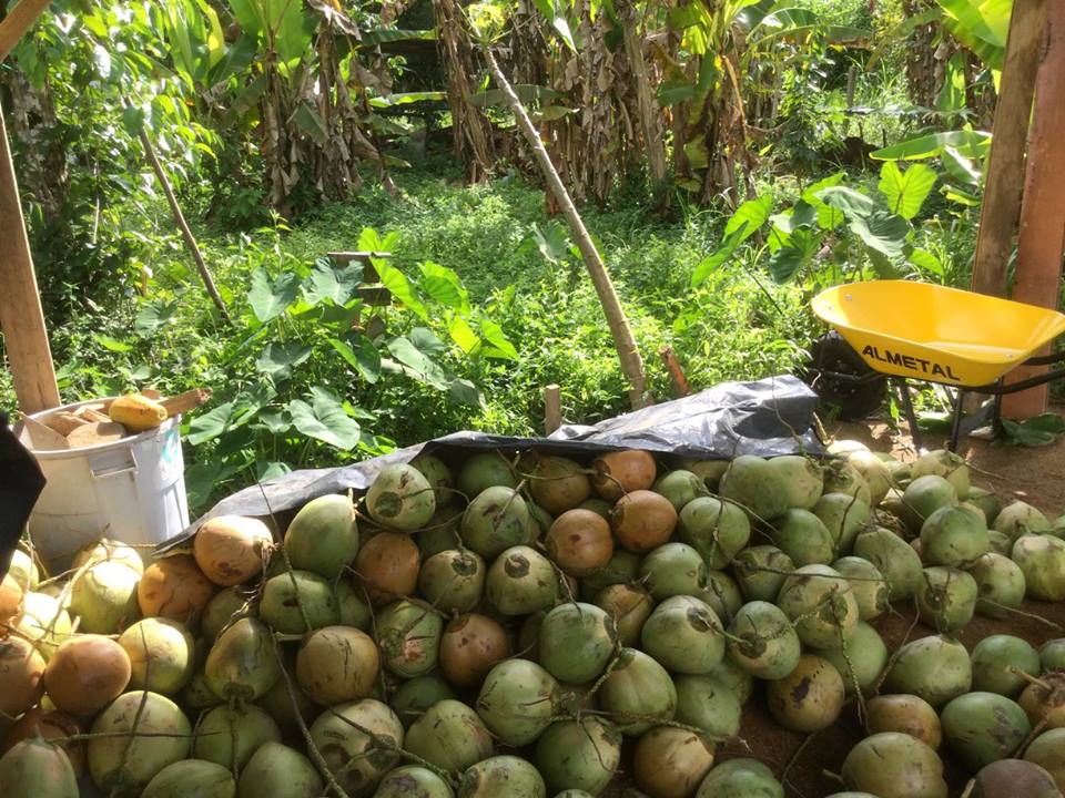 Fruits and Meals – Amazon Fruit Festival